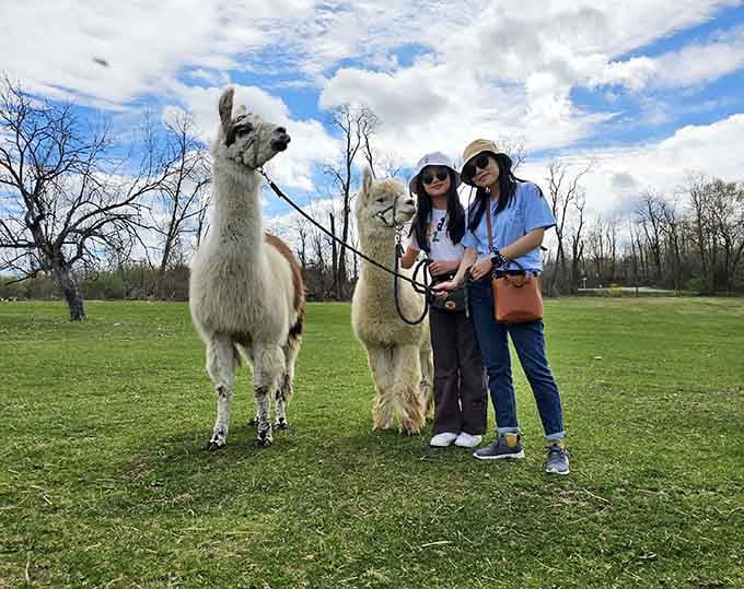 Two visitors, two llamas, and one afternoon that'll be talked about at every family dinner for years.