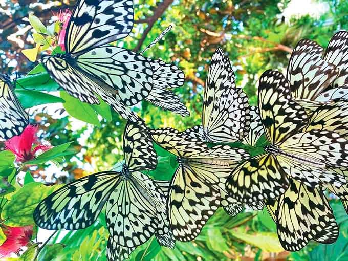 Paper Kite butterflies gathering like they're attending the world's most elegant cocktail party, and you're invited to crash it.