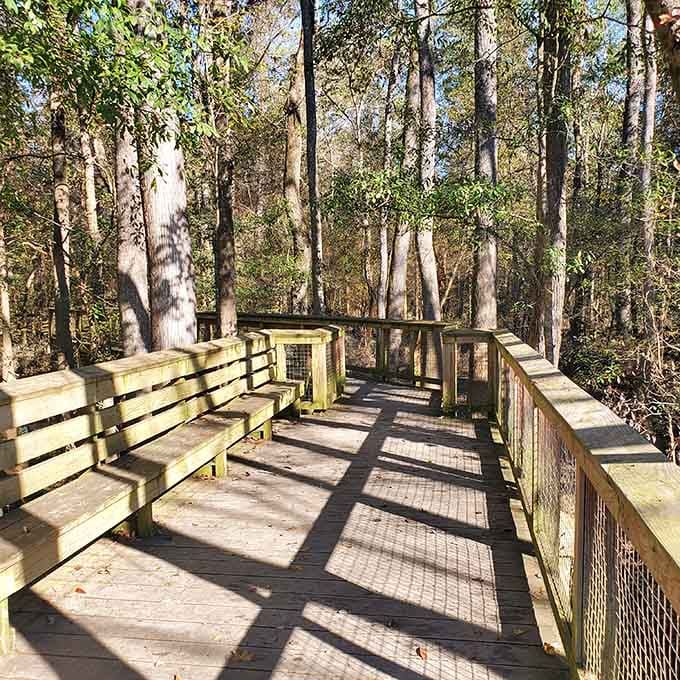 A sunny boardwalk overlook with built-in benches, because even champion trees deserve a proper audience.