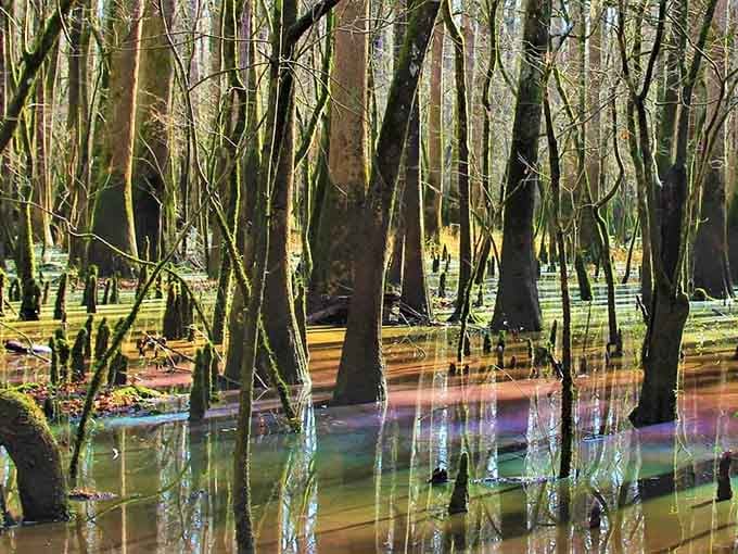This Magical South Carolina Forest Is Straight Out Of A Fairytale, With ...