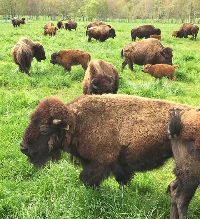 A whole herd of American bison grazing across a Connecticut pasture, because apparently New England has everything.