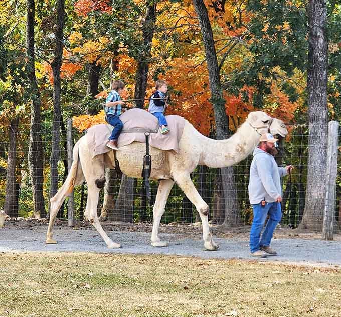 Two kids on a camel, surrounded by Missouri's finest autumn colors, living their absolute best Tuesday afternoon.