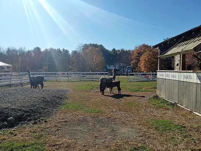 Autumn at Dakota Ridge Farm turns every corner of the property into a painting nobody wants to leave.