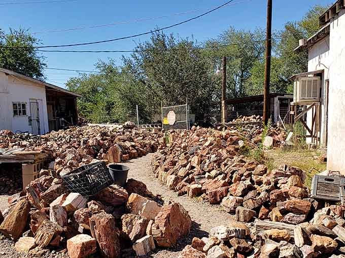 Piles of ancient petrified wood scattered about like nature's own treasure chest, waiting to be discovered.