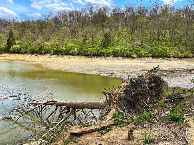 Spring at Doe Run Lake is nature's way of saying, "Sorry about winter, here's something better."