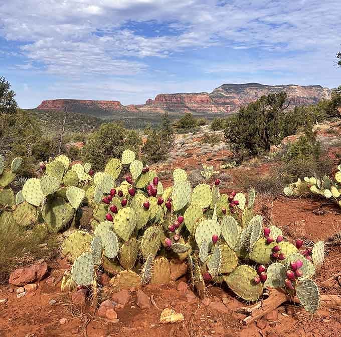 Prickly pear cactus in full fruit, doing its best impression of a desert Christmas tree. Arizona wins again.