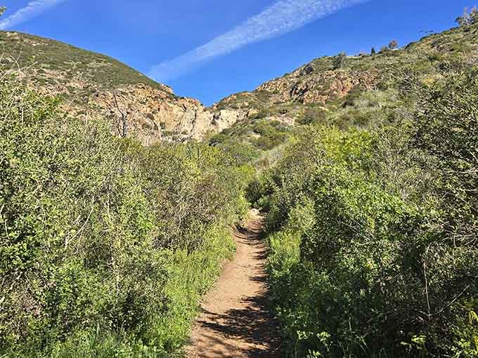This narrow dirt path through lush canyon shrubs is basically nature's version of a dramatic movie entrance.