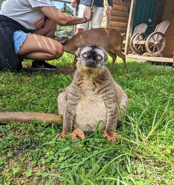 This lemur's expression says "I've seen things," and honestly, we respect the energy completely.