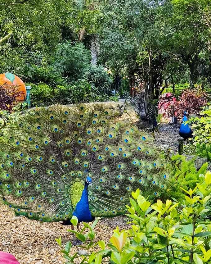 When a peacock fans out its feathers at Flamingo Gardens, everything else just stops. Everything.