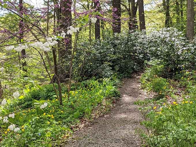 White blossoms and purple redbud trees line the trail like nature decided to redecorate overnight, and honestly, good call.