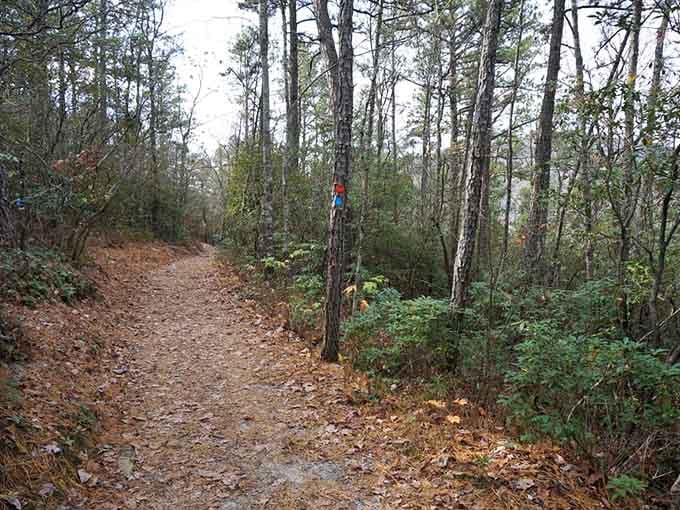 Color-coded trail markers keep you on track, because getting lost in a rainforest sounds romantic until it isn't.