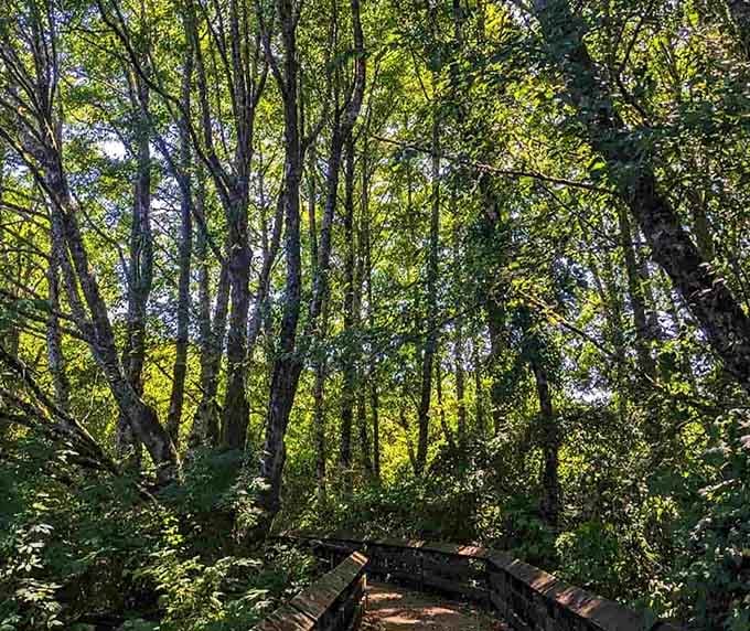 Sunlight filters through the canopy like nature's own cathedral, minus the collection plate and uncomfortable pews.