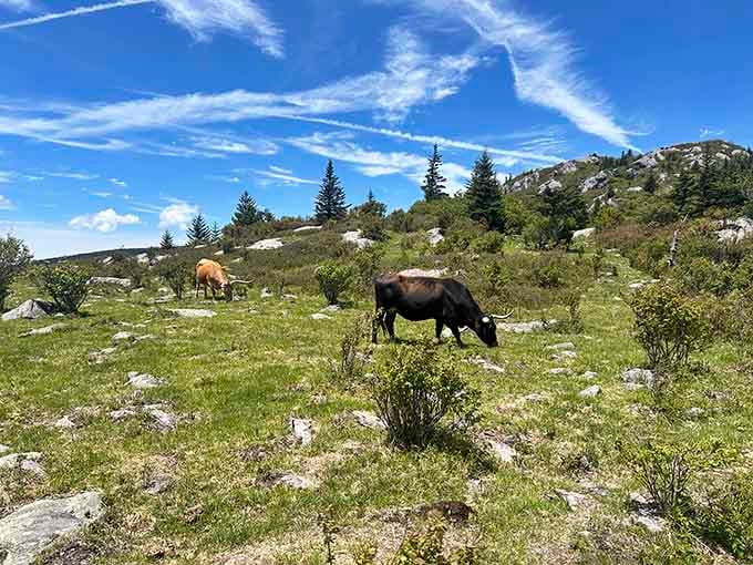 When ponies casually graze against mountain backdrops, you realize nature's got better set designers than Hollywood.