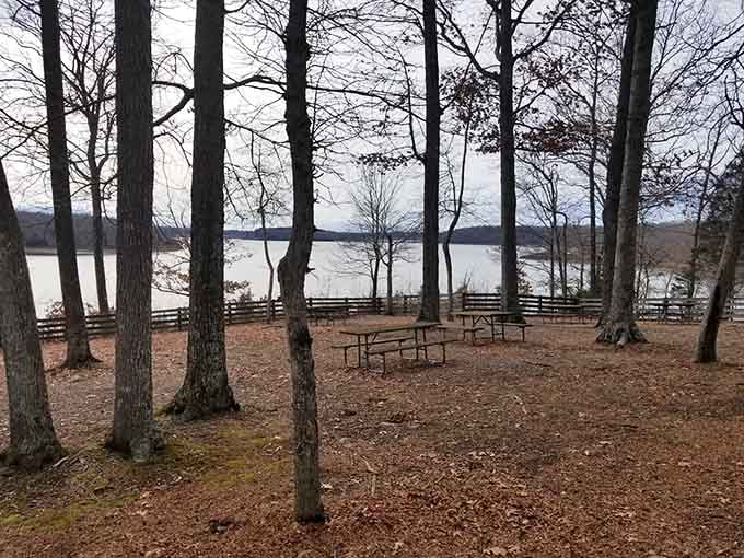 Lunch with a lake view through the trees, proof that the best dining rooms don't always have four walls.