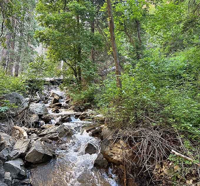 Dead Horse Creek tumbles through the canyon like it's late for an important appointment with gravity.