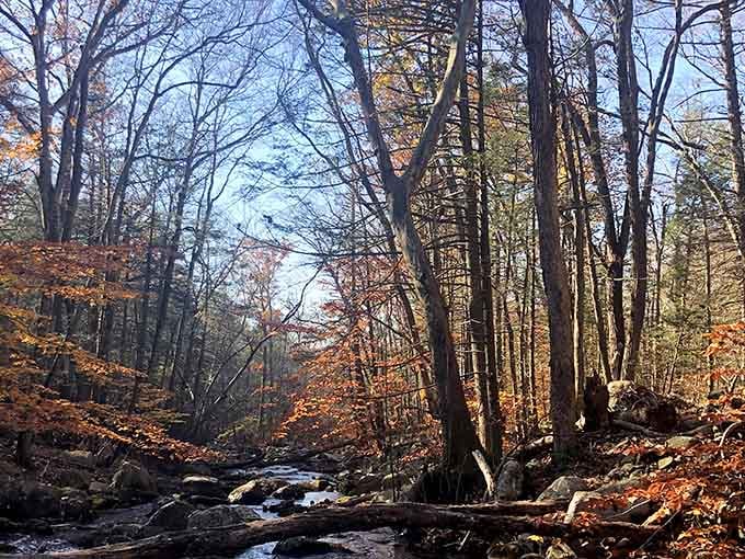 A forest creek in autumn that makes every nature documentary look like it's trying too hard.