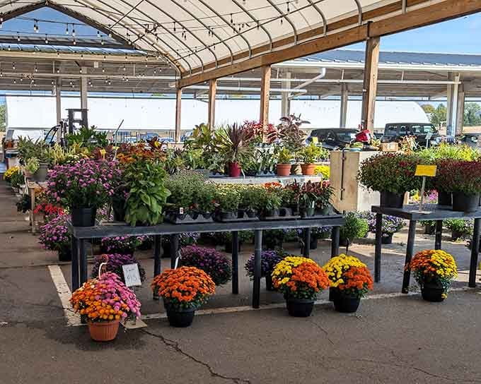 Fall arrived, and Hartville's plant vendors responded with a color display that would make any garden jealous.