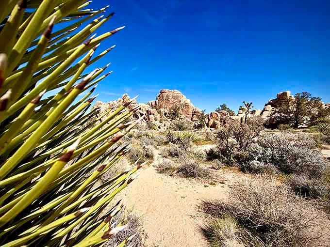 When even the yucca plants look like they're posing for their close-up, you know you're somewhere special.