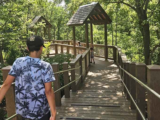 Elevated boardwalks through the treetops, because sometimes the best views require leaving the ground behind.