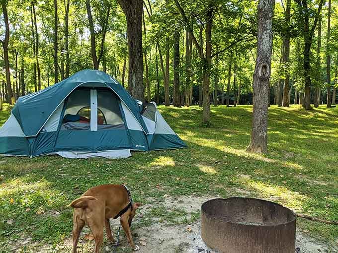Camping under these tall trees feels less like roughing it and more like a genuine privilege.