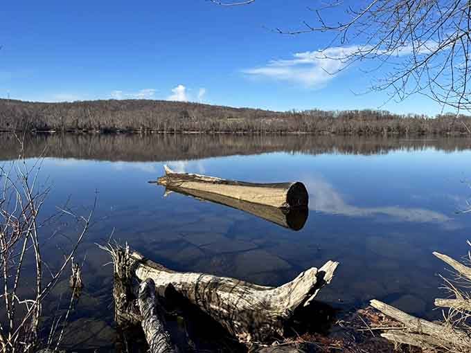 A single log floating on glass-still water. Nature's minimalist art installation, and admission is completely free.