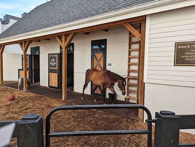 A real thoroughbred stepping out of the stable reminds you that champions aren't just history here, they're very much alive.
