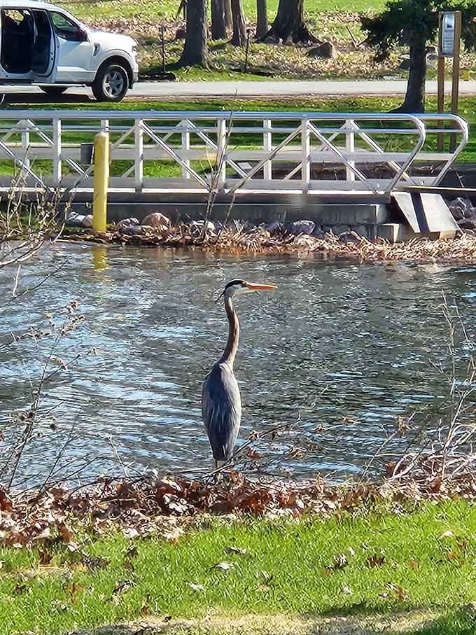 This great blue heron didn't get the memo that the park belongs to humans, and honestly, we're fine with that arrangement.