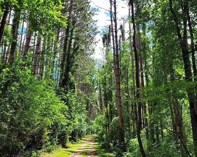 This cathedral of towering pines and dappled sunlight makes every other hiking trail feel like it owes you an apology.