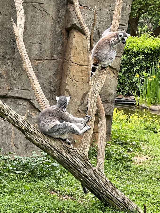 Ring-tailed lemurs living their absolute best life, completely unbothered by your schedule.