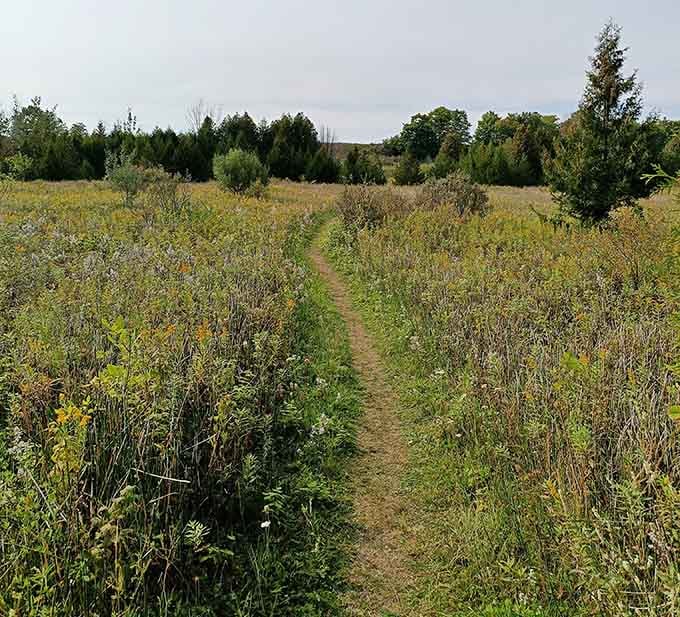 A mowed path through wildflowers is nature's way of saying, "Yes, you're going the right way. Keep walking."