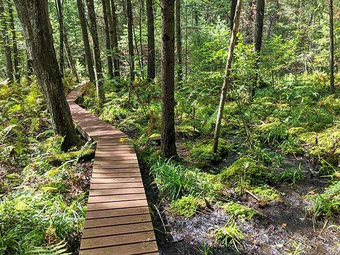 This winding boardwalk through ferns and moss is the kind of path that makes your worries genuinely fall behind.