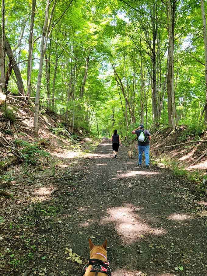 When the forest canopy closes in overhead, even the dogs know they've found something special.