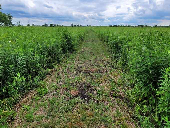 A mowed path disappears into dense native grasses, nature's version of a very polite invitation to keep walking.