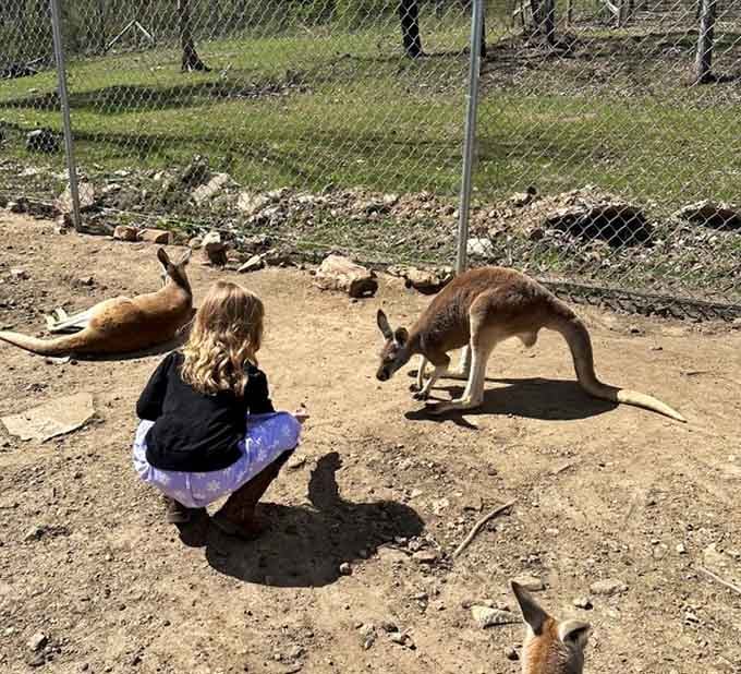 When kangaroos lounge around waiting for snacks, they're basically the Australian version of your retired neighbor.