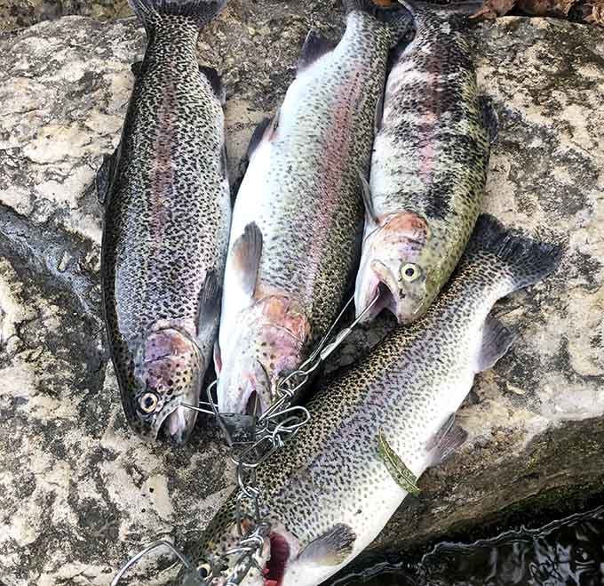These beauties didn't come from a fancy seafood counter. They came from cold Missouri spring water.