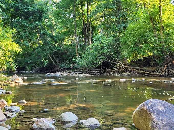 Clear, calm, and completely unbothered. This creek has the right idea about how to spend a day.