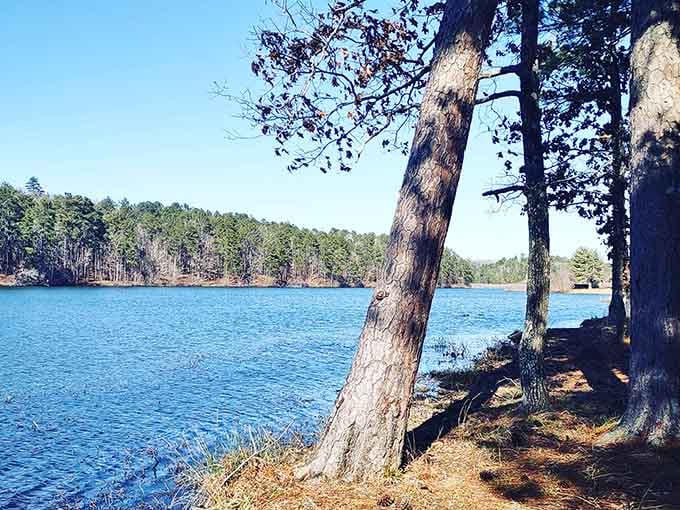 Tall pines standing guard over still blue water, quiet and completely unbothered by your busy schedule.