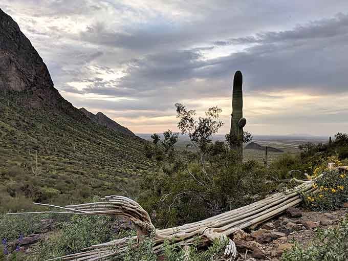 That lone saguaro standing tall at dusk is basically Arizona's version of the Eiffel Tower, and it knows it.