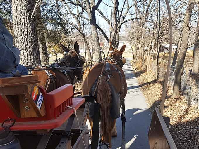 This is what the slow lane looks like when the slow lane is actually the best lane. Mules know things.