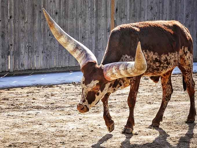Those horns didn't come from a normal cattle catalog, they came from someone who believed bigger is always dramatically better.