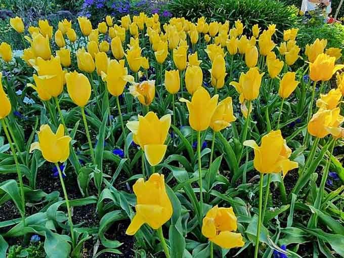 Yellow tulips so bright and cheerful, they make you want to call someone you love just to share the news.