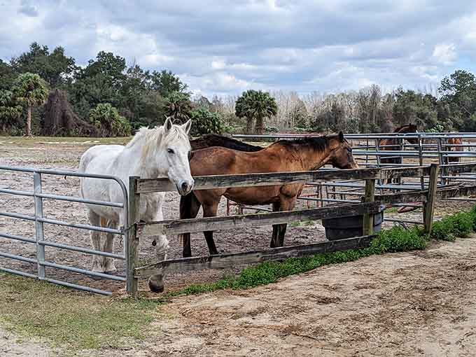 These horses have better real estate than most people, living their best life in Central Florida's most underrated neighborhood.