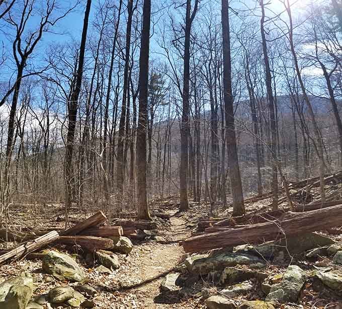 The trail through the bare winter forest opens up views that a leafy summer simply can't offer. Bonus scenery, no extra charge.