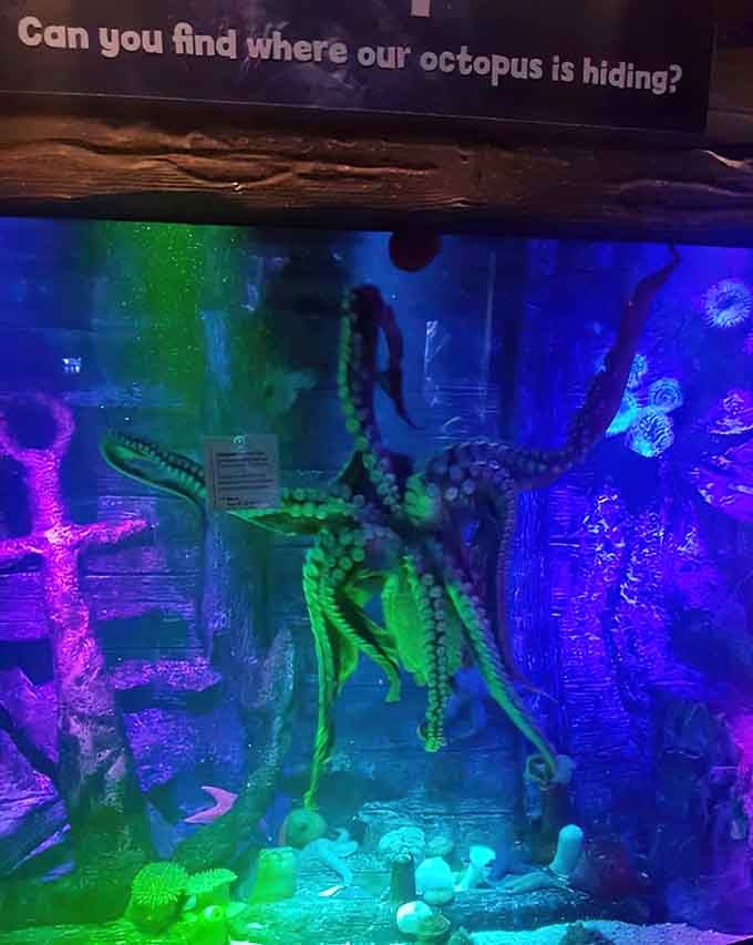 That octopus is definitely hiding, playing the world's most entertaining game of peek-a-boo with curious visitors.