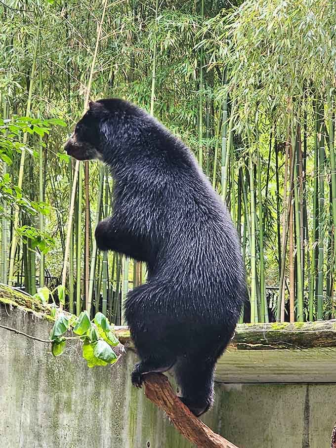 This Andean bear climbed that log with more confidence and grace than most people handle a Monday morning.