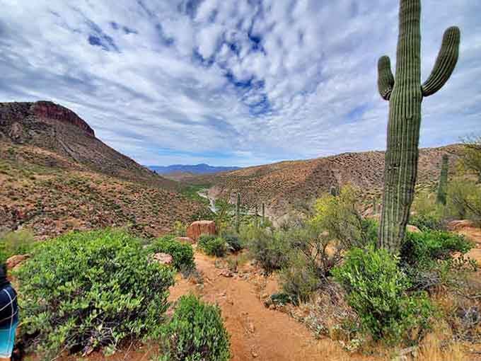 Saguaros standing guard like nature's welcoming committee along the desert trail.