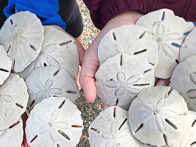 Handfuls of sand dollars that look almost too perfect to be real. Nature's version of finding loose change, but much more satisfying.