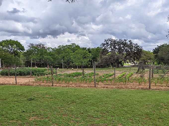 Neat garden rows stretching toward the tree line, tended the old-fashioned way, with actual human effort.