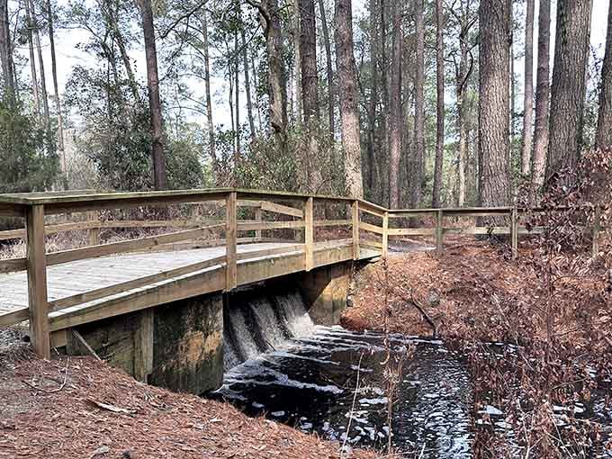 Water tumbling under a wooden bridge in a silent pine forest. This little spillway is the park's best-kept secret soundtrack.