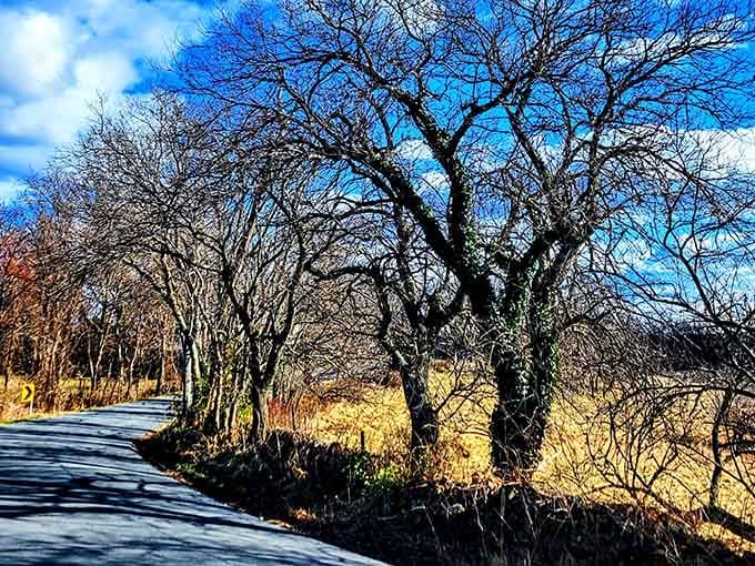 Winter strips the trees down to their best dramatic poses against a postcard-perfect Virginia sky.